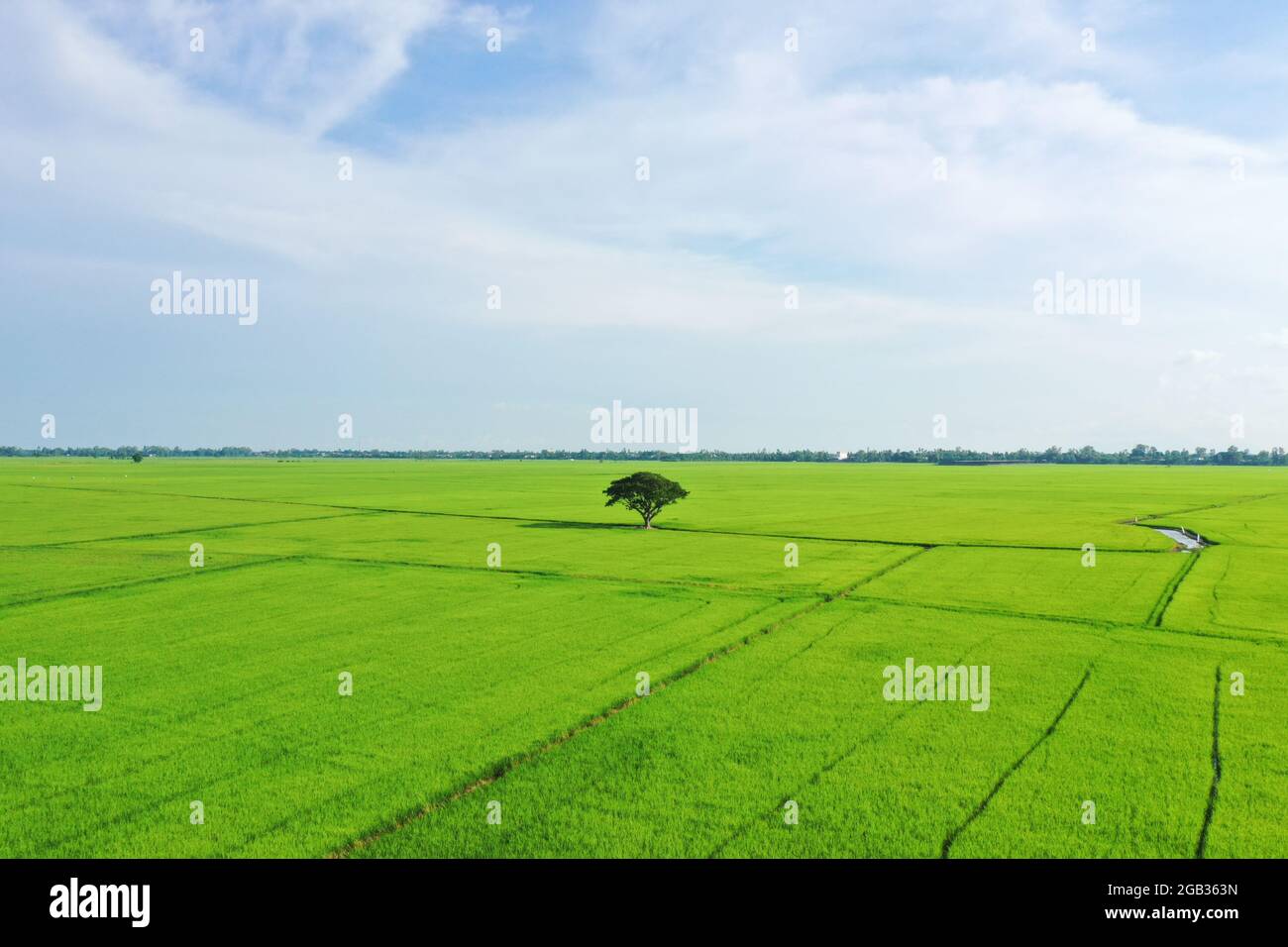 Summer field with a lonely tree in clear sky. Beautiful nature ...