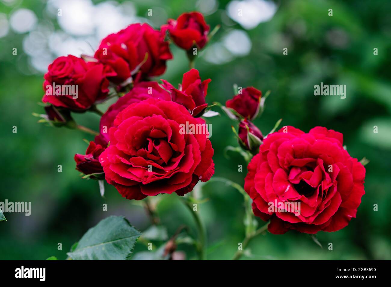 Rosa chinensis hi-res stock photography and images - Alamy