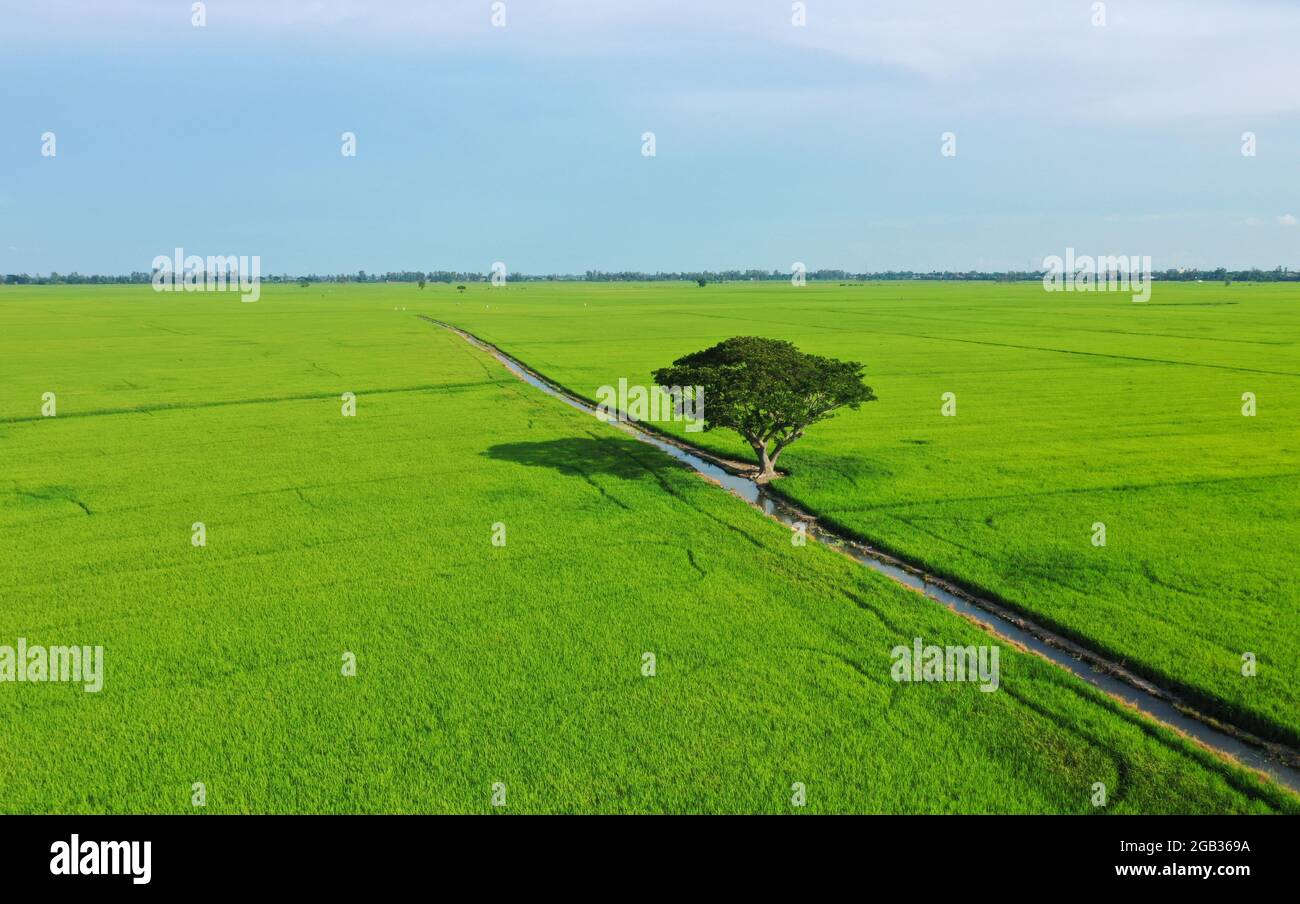 Summer field with a lonely tree in clear sky. Beautiful nature ...