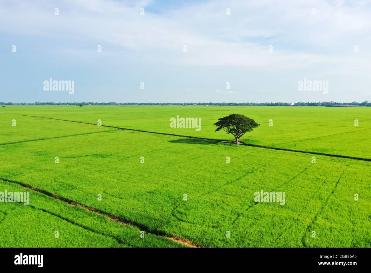 Summer field with a lonely tree in clear sky. Beautiful nature ...