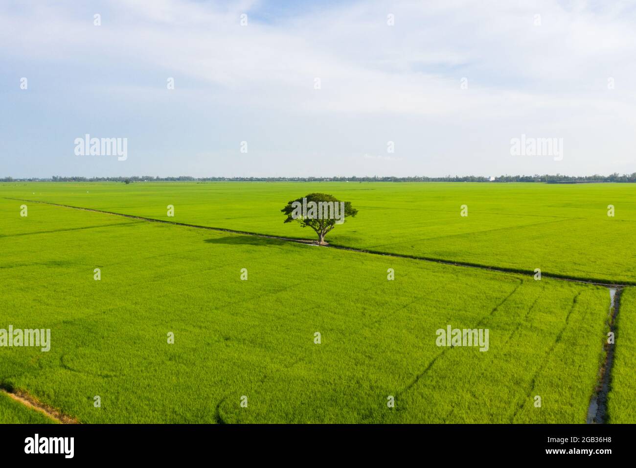 Summer field with a lonely tree in clear sky. Beautiful nature ...
