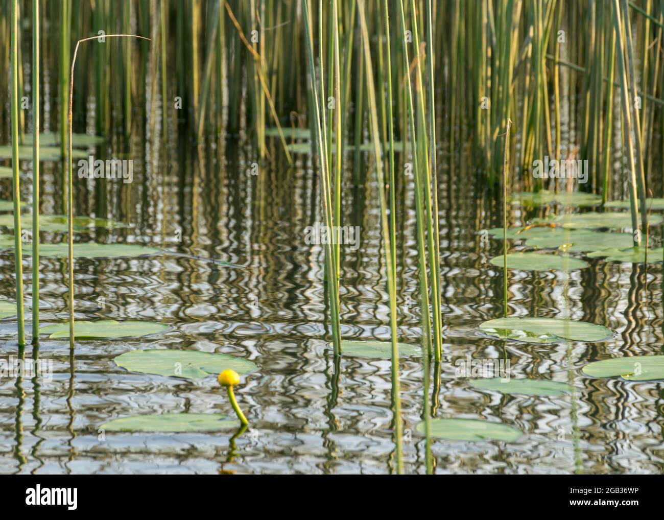 summer landscape with a calm water surface, water lilies, green leaves ...