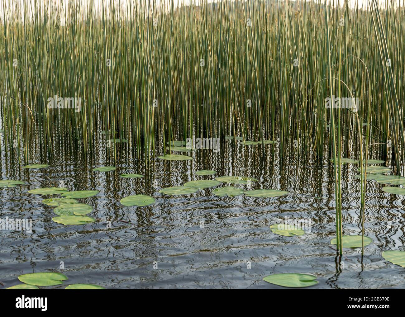 summer landscape with a calm water surface, water lilies, green leaves ...