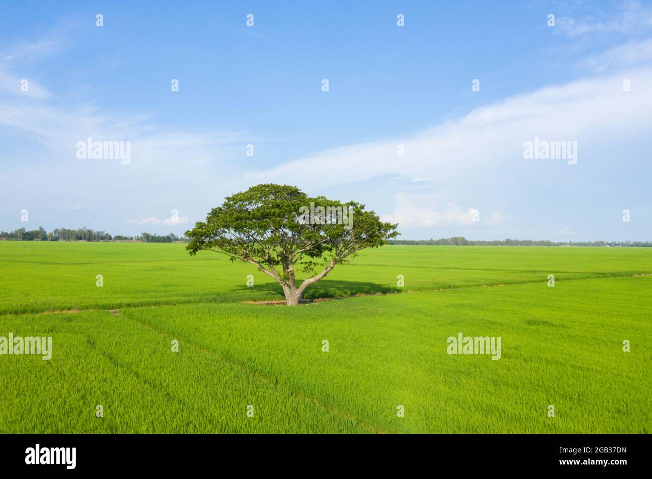Summer field with a lonely tree in clear sky. Beautiful nature ...