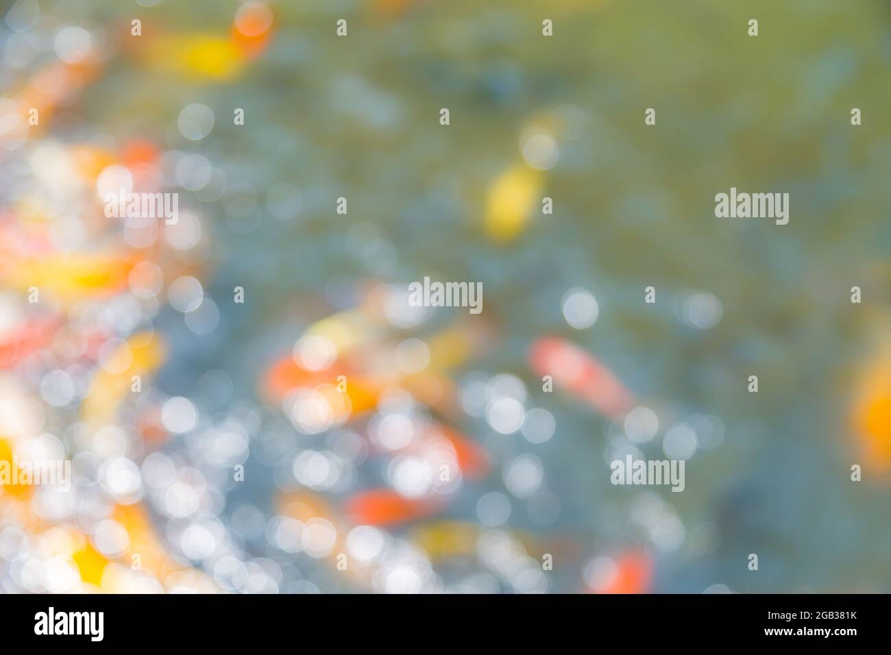 Bokeh of koi fish in the pond with reflection from the water for ...