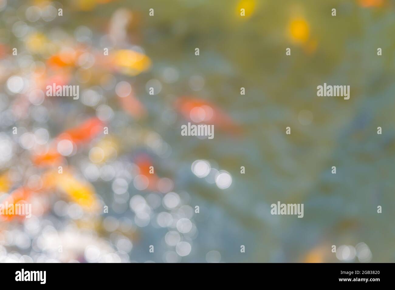 Bokeh of koi fish in the pond with reflection from the water for ...