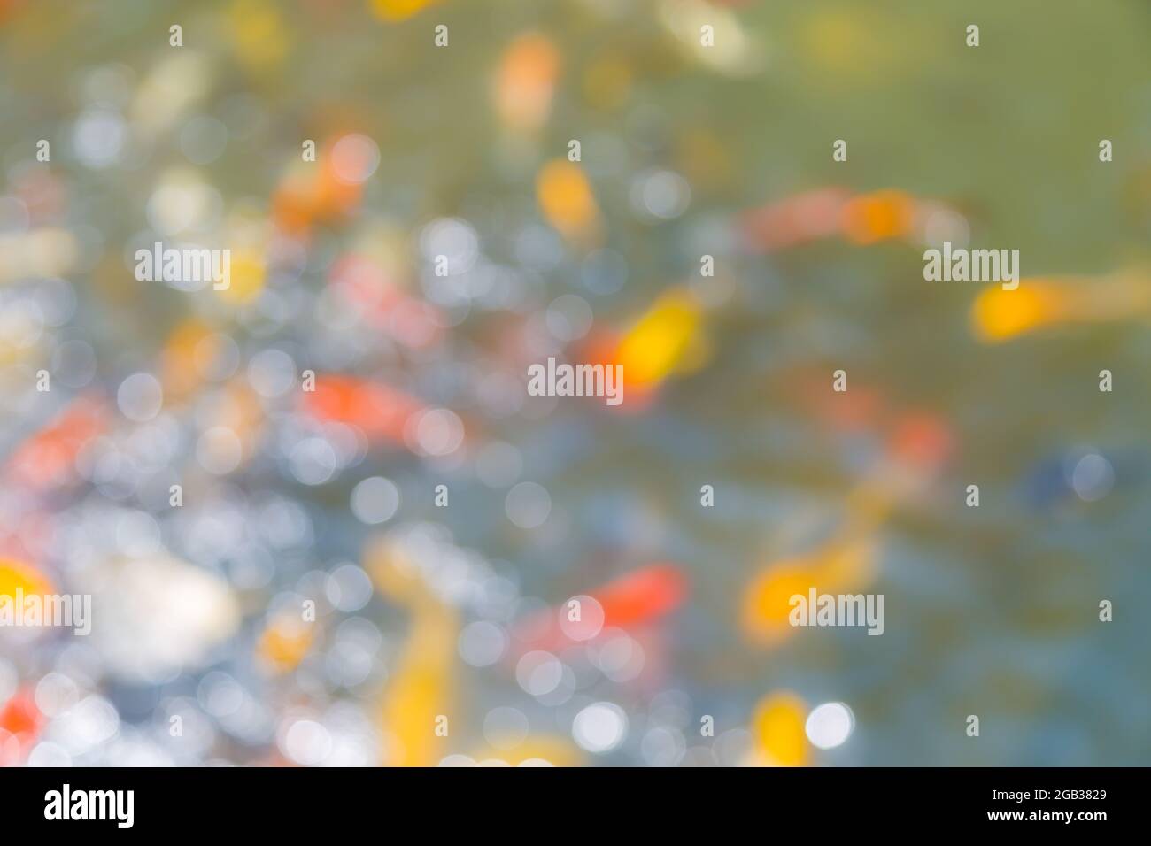 Bokeh of koi fish in the pond with reflection from the water for ...