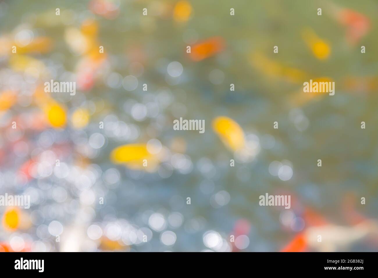 Bokeh of koi fish in the pond with reflection from the water for ...