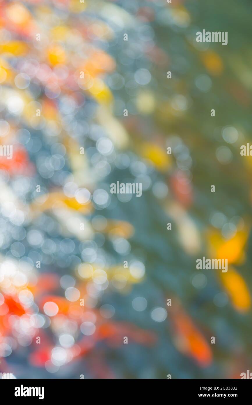 Bokeh of koi fish in the pond with reflection from the water for ...
