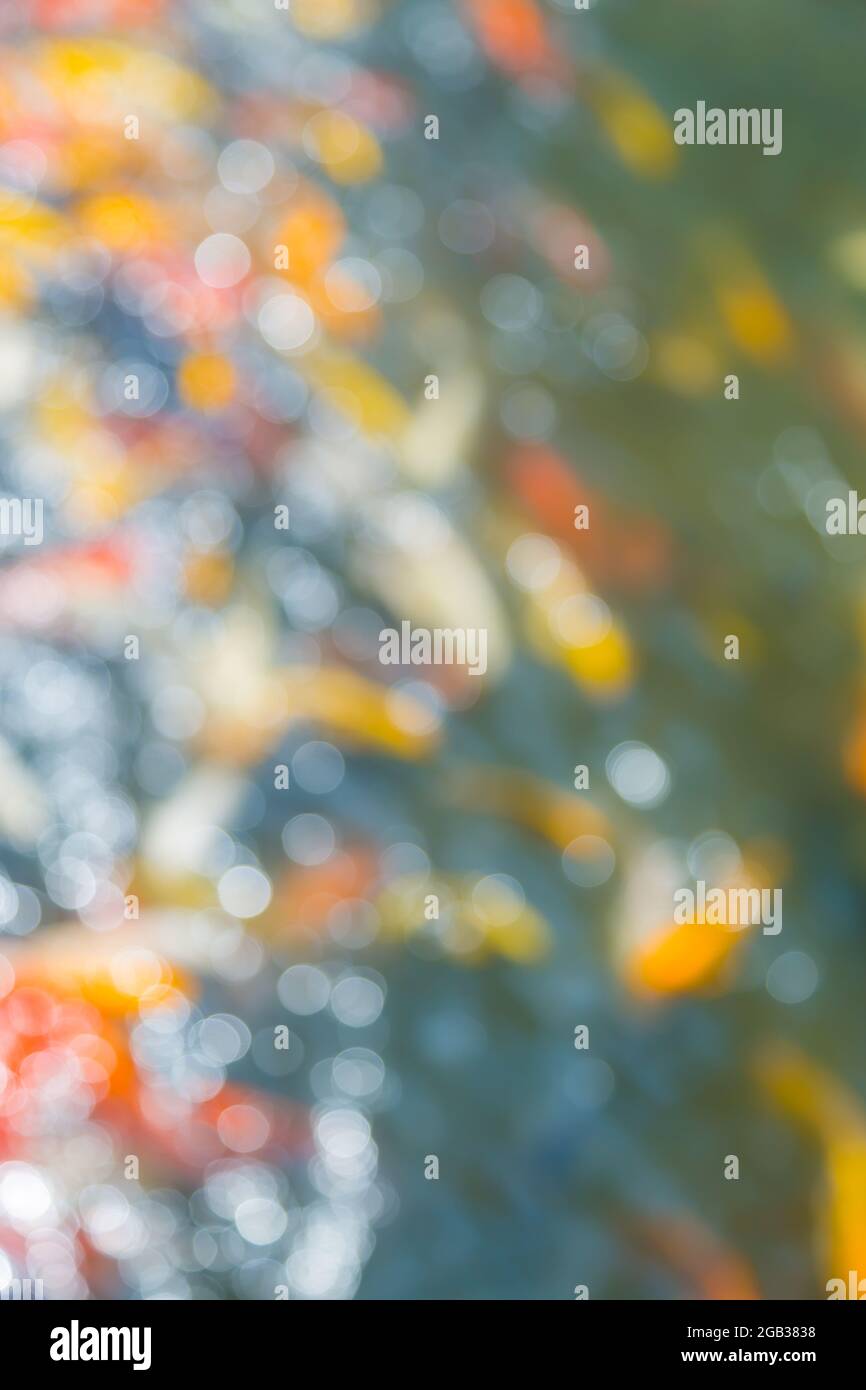 Bokeh of koi fish in the pond with reflection from the water for ...