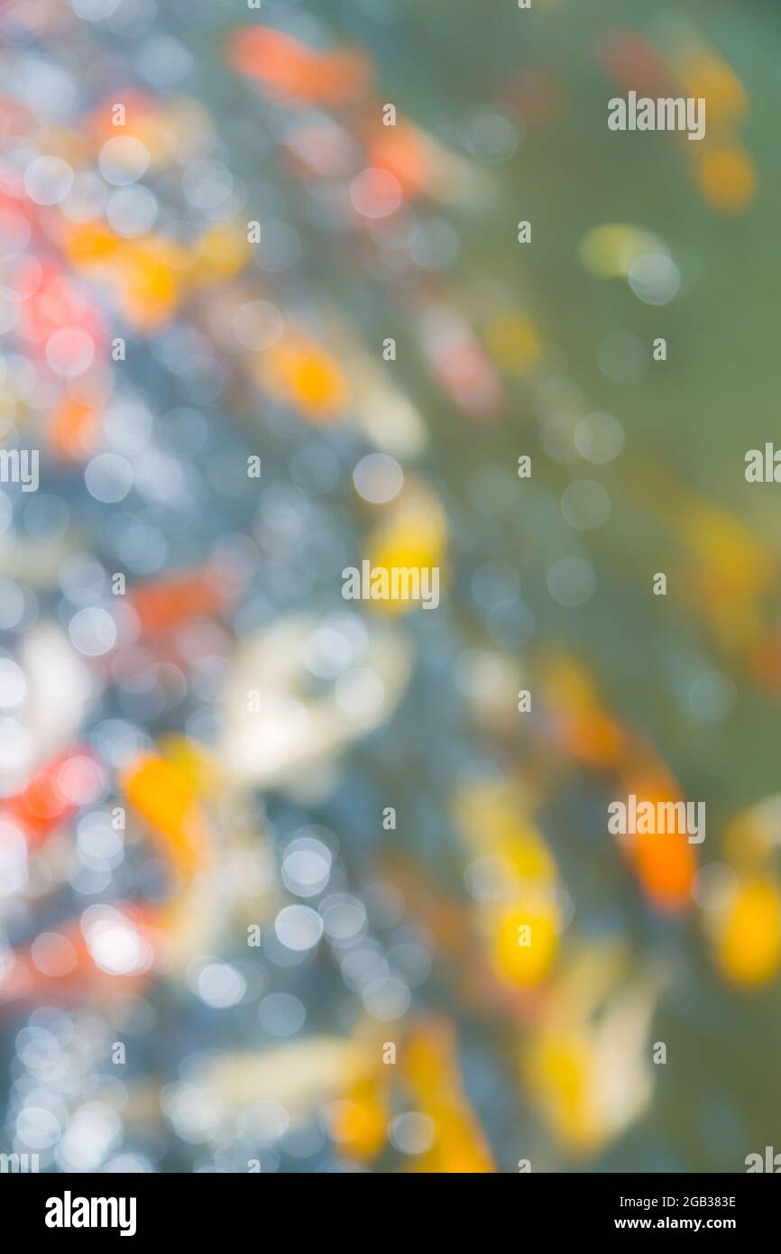 Bokeh of koi fish in the pond with reflection from the water for ...