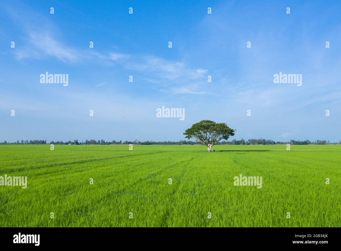 Summer field with a lonely tree in clear sky. Beautiful nature ...