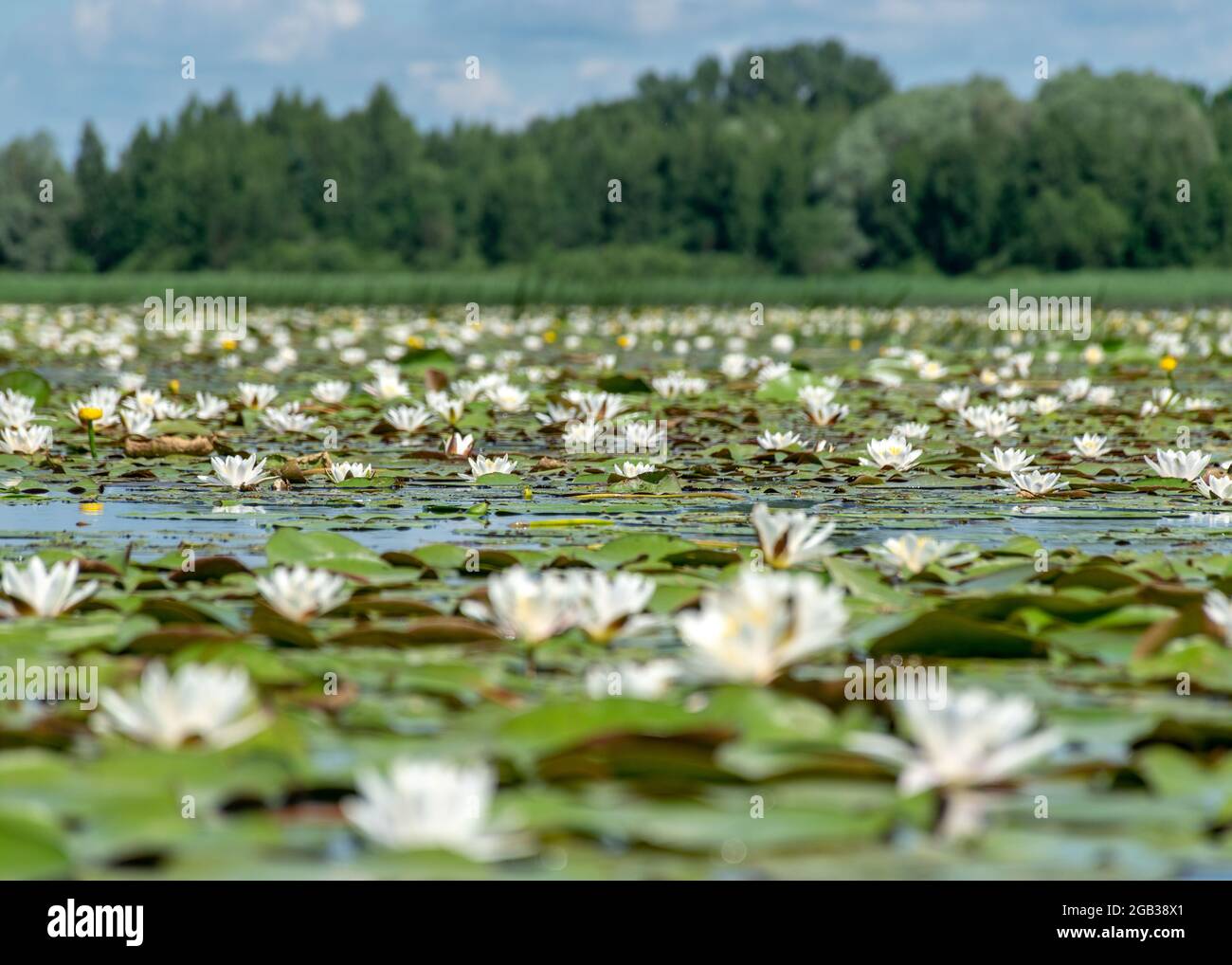 landscape with water lily meadow, water lilies with green leaves ...