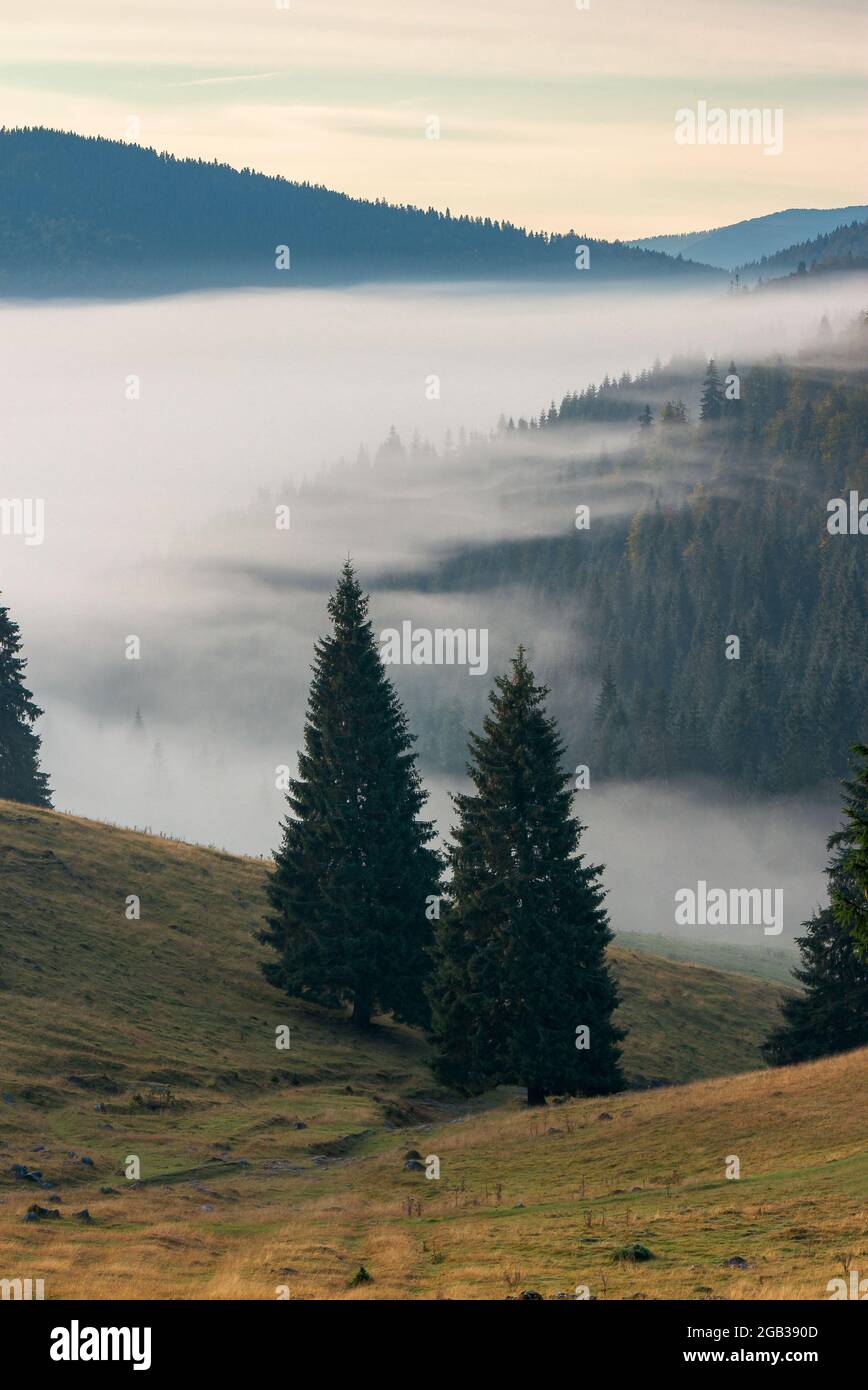 misty valley scenery at sunrise. beautiful nature background with ...