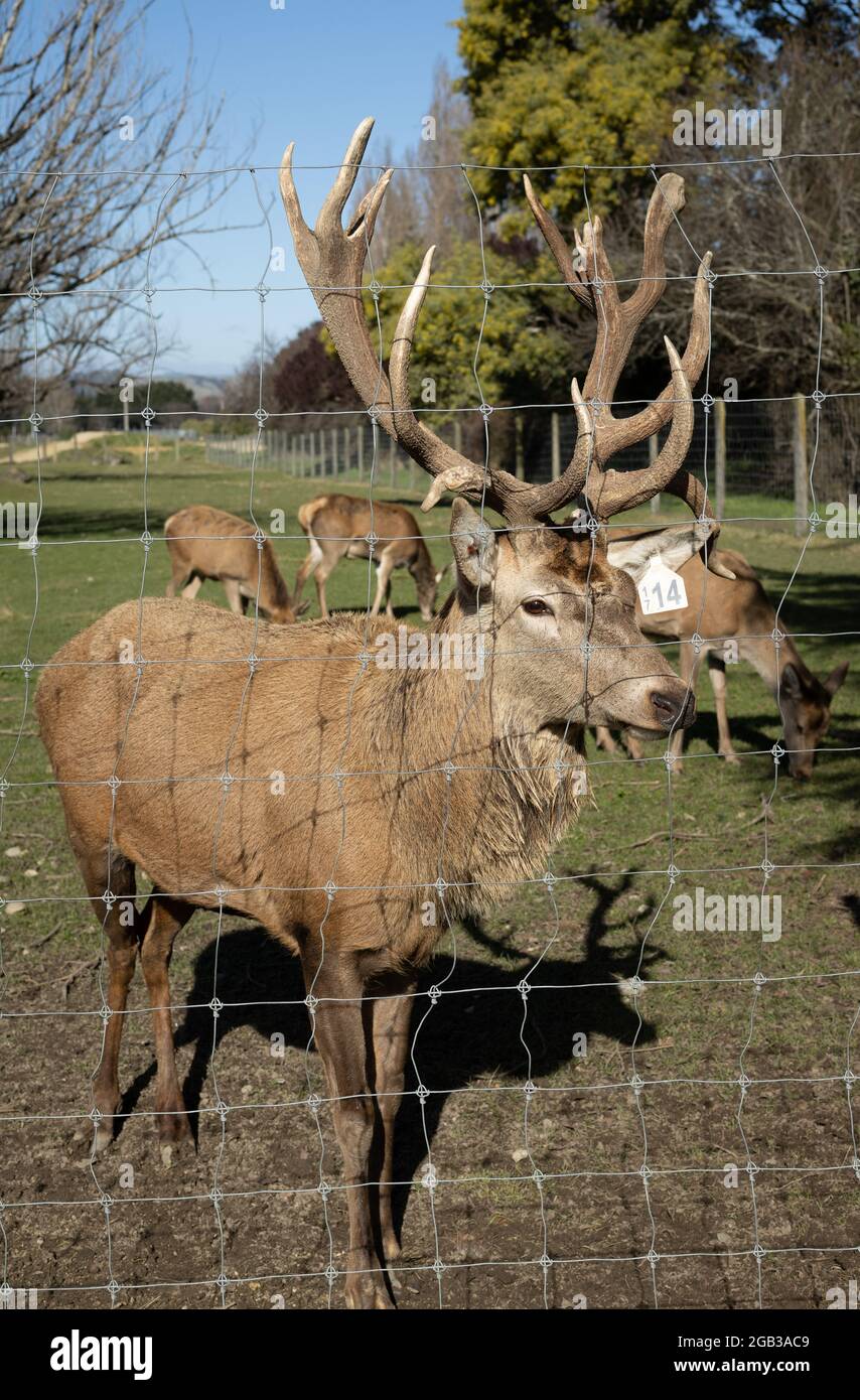 Deer farm new zealand hi-res stock photography and images - Alamy