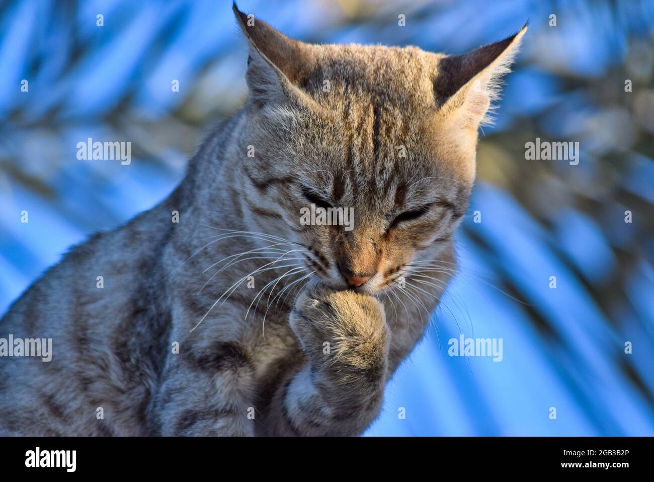 Cat close up portrait hi-res stock photography and images - Alamy