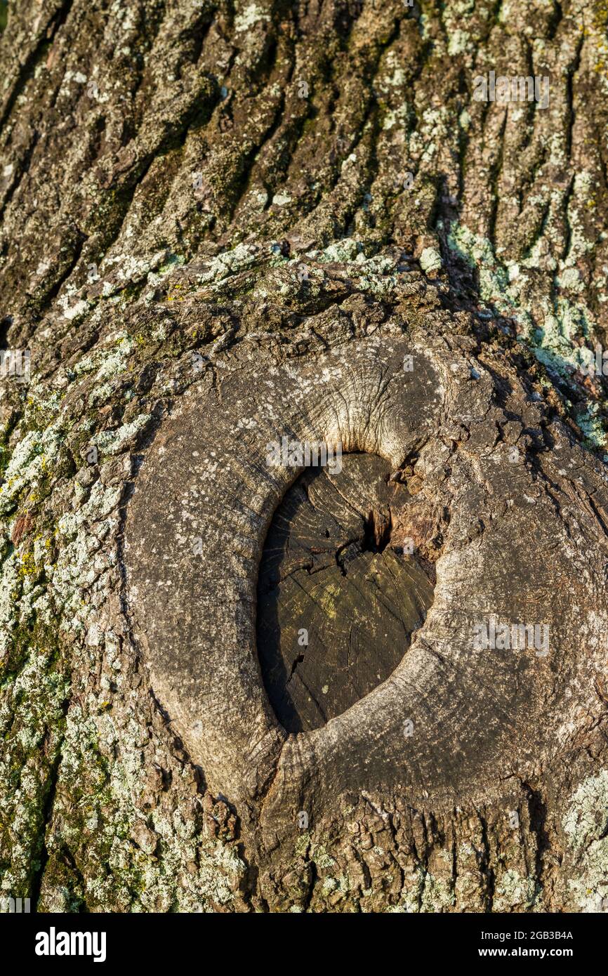 Tree scar hi-res stock photography and images - Alamy