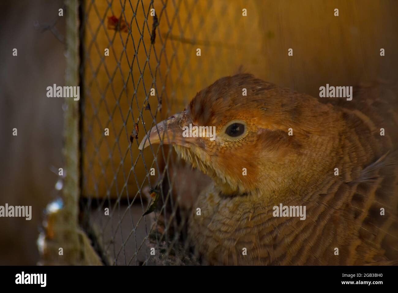 wild bird in cage rock partridge game bird chukur Stock Photo - Alamy
