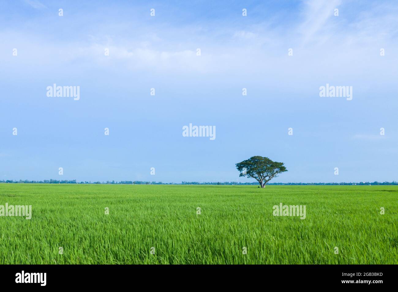 Summer field with a lonely tree in clear sky. Beautiful nature ...