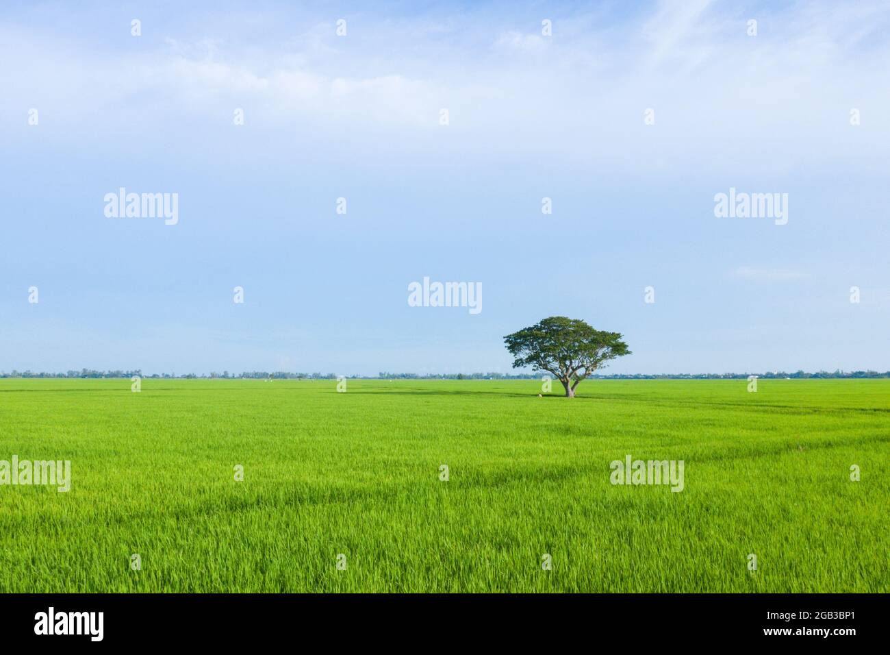 Summer field with a lonely tree in clear sky. Beautiful nature ...