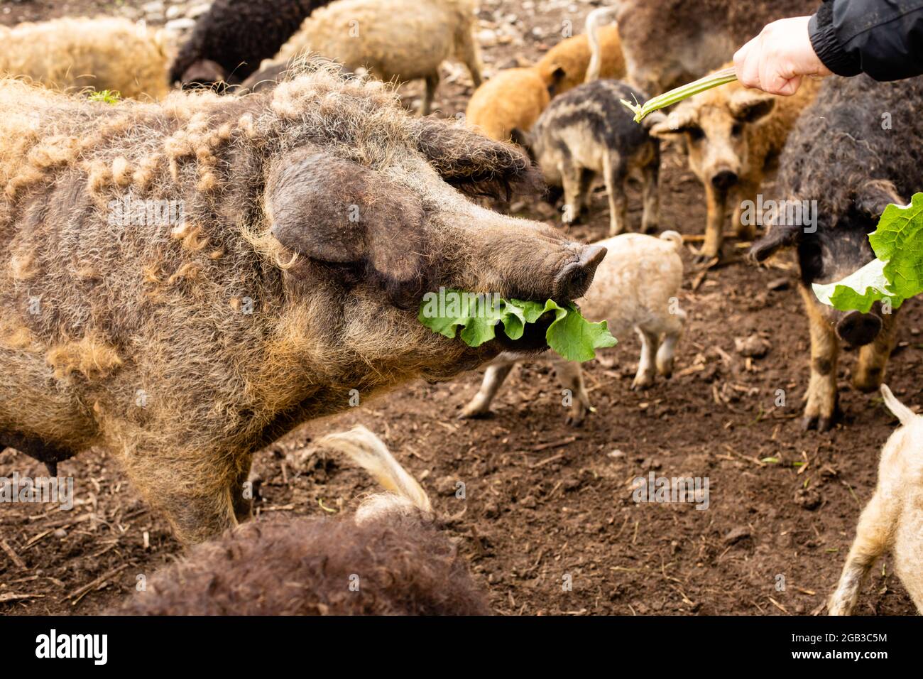 Contact zoo with cute mangalica curly pigs Stock Photo - Alamy