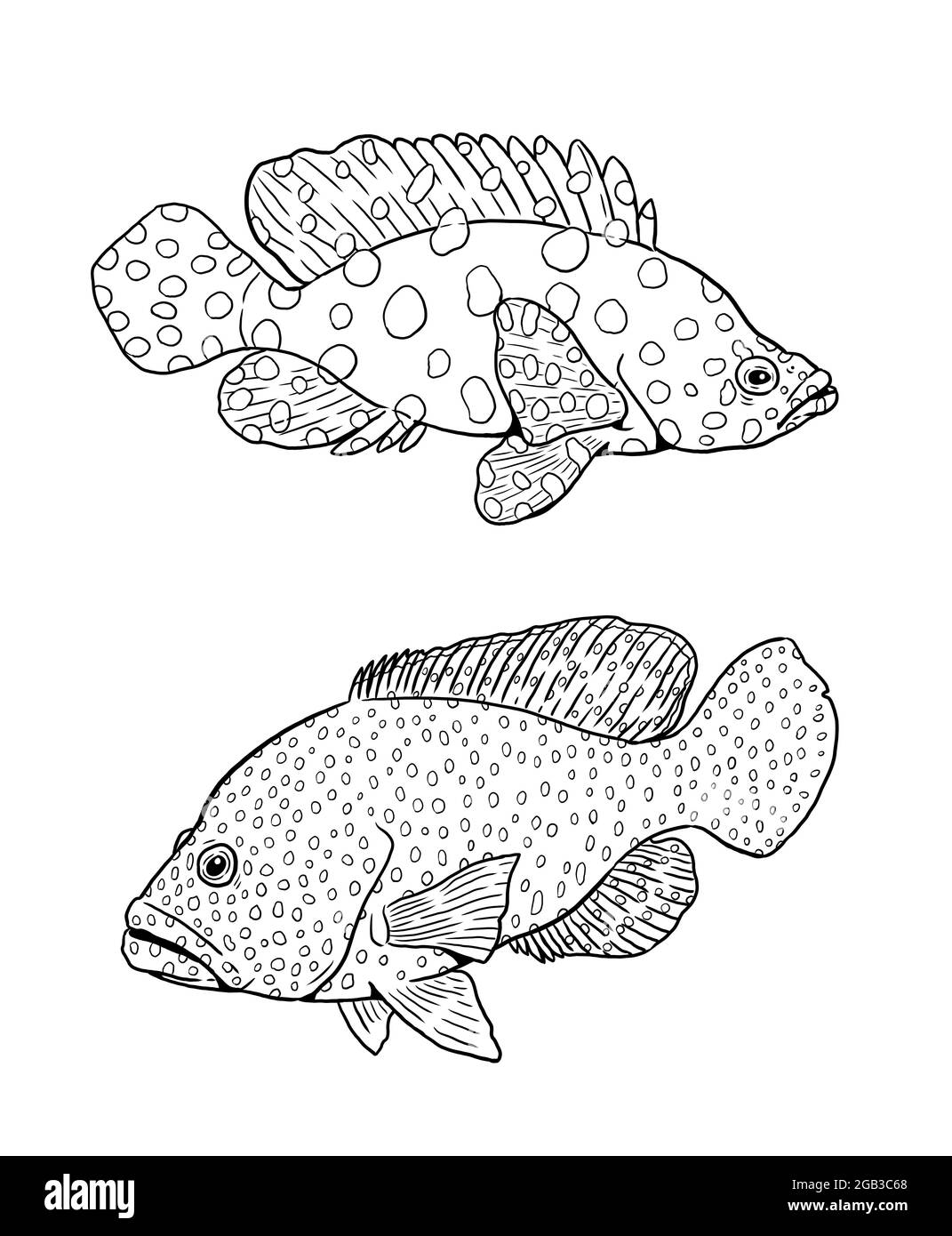 Coral reef background Black and White Stock Photos & Images - Alamy