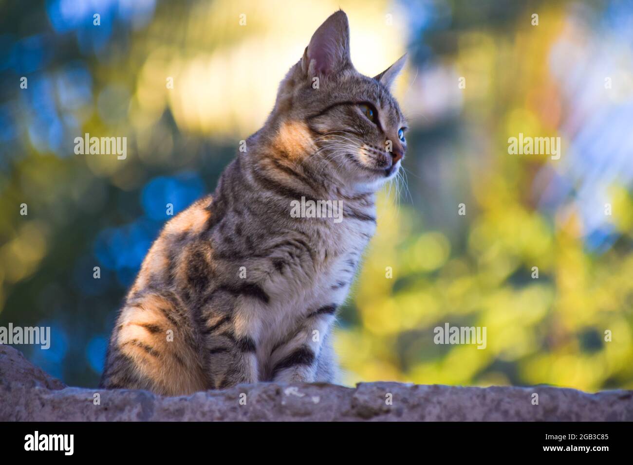 cut cat with full colorful background Stock Photo - Alamy