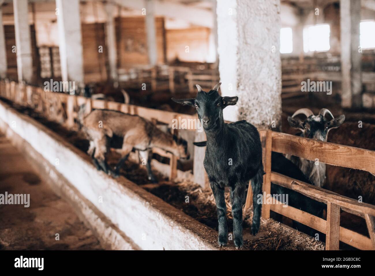 Curious goat in wooden corral looking at the camera Stock Photo - Alamy