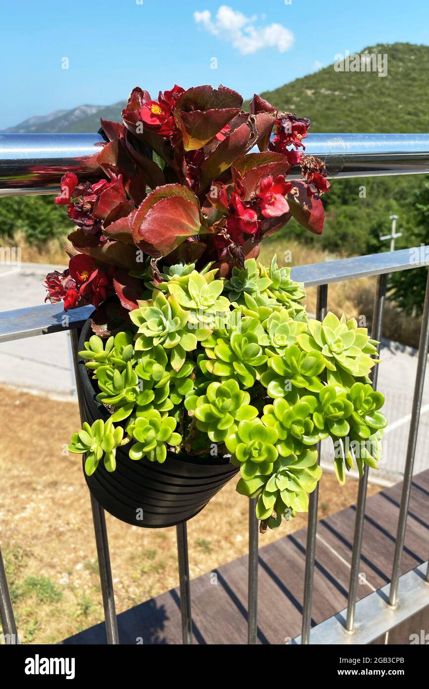 Bush with flowers in flowerpot. Pot with bush of blooming plant and ...