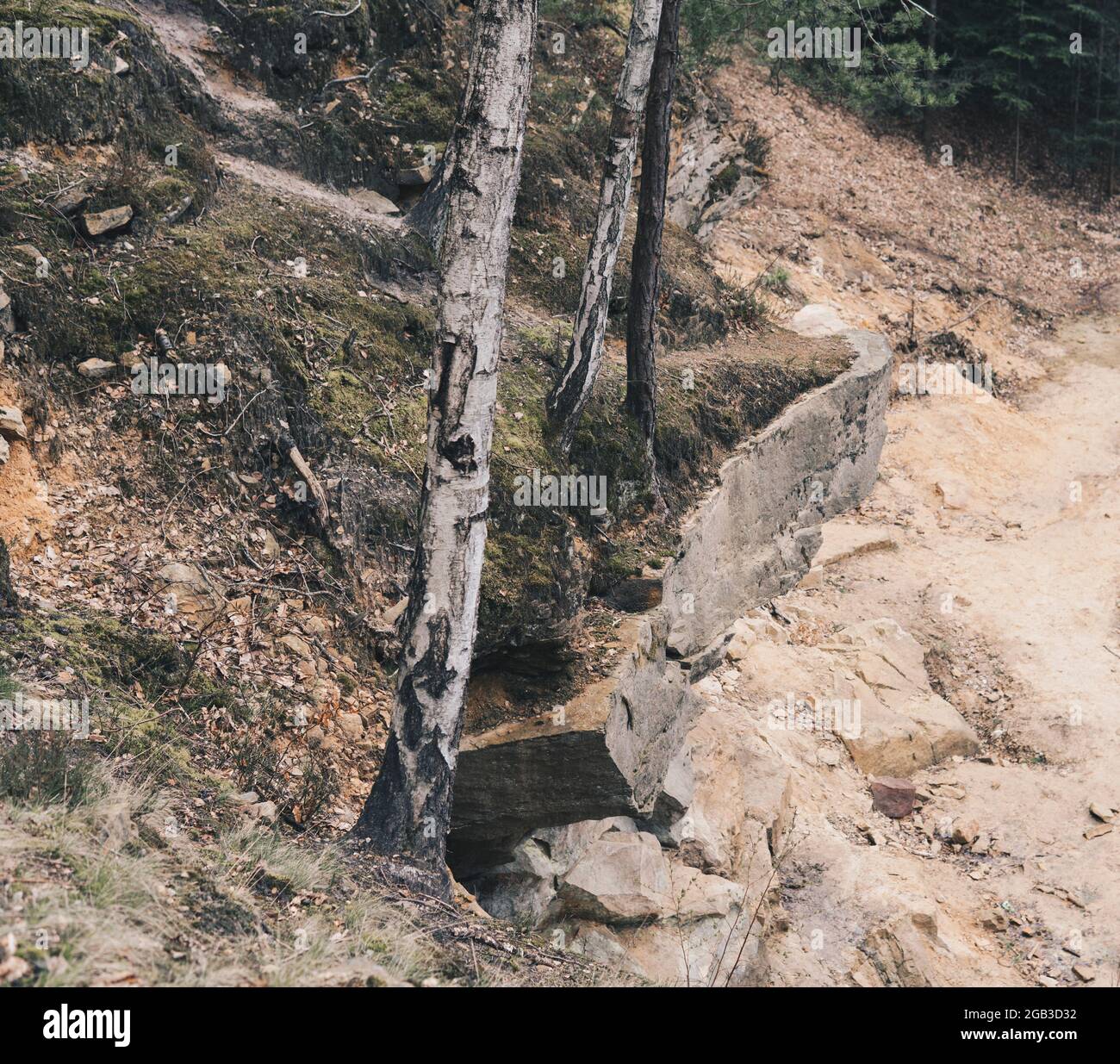 birch tree growing in the abandoned sandstone quarry at the edge of a ...