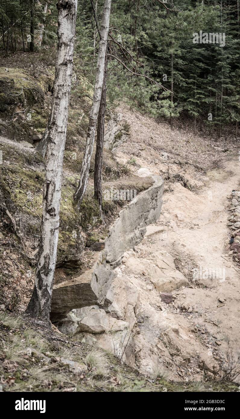 birch tree growing in the abandoned quarry at the edge of a cliff Stock ...