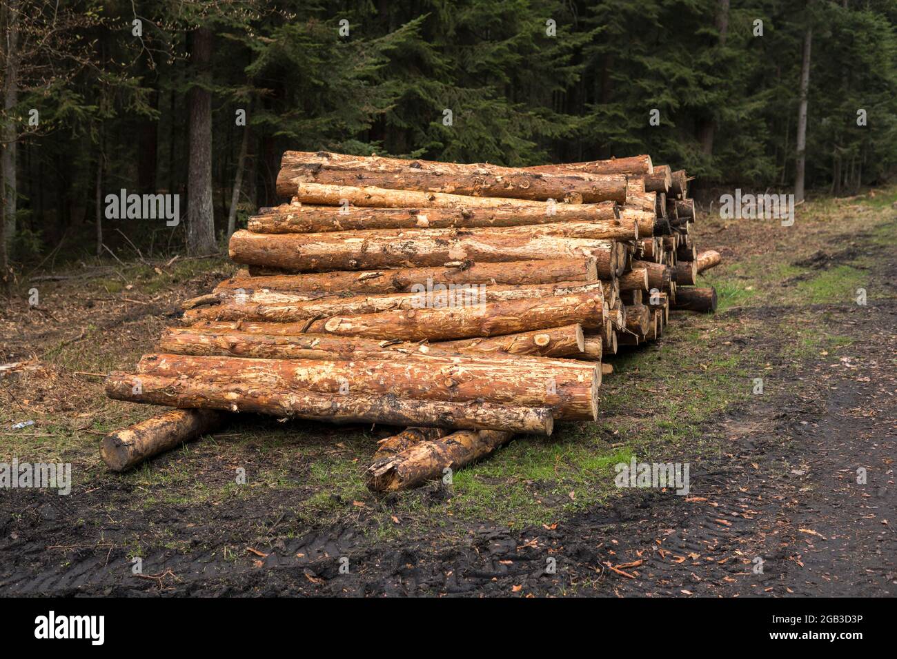 Pile of cutted wood laying on the ground Stock Photo - Alamy
