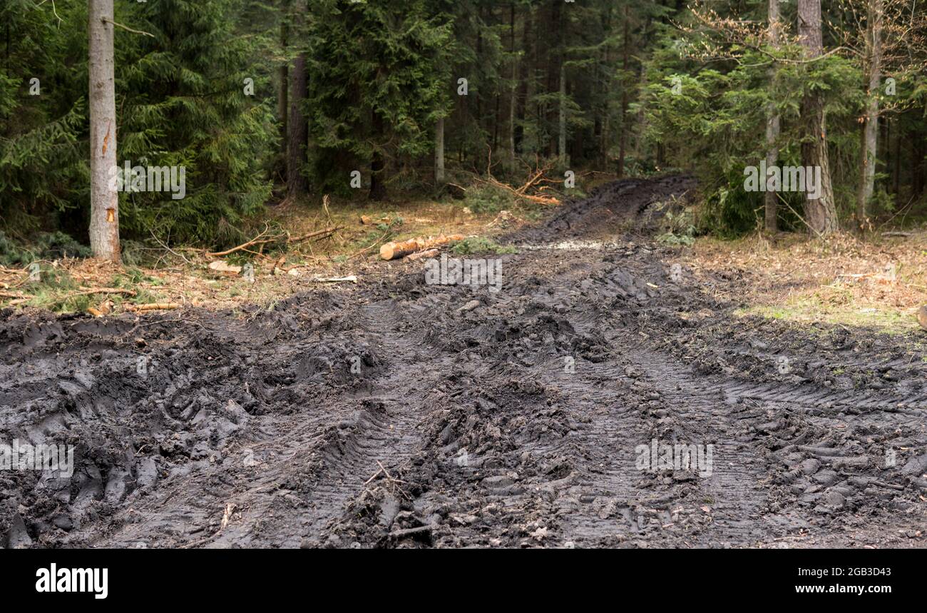 Wet ground with tracks of heavy machinery inside of a forest Stock ...