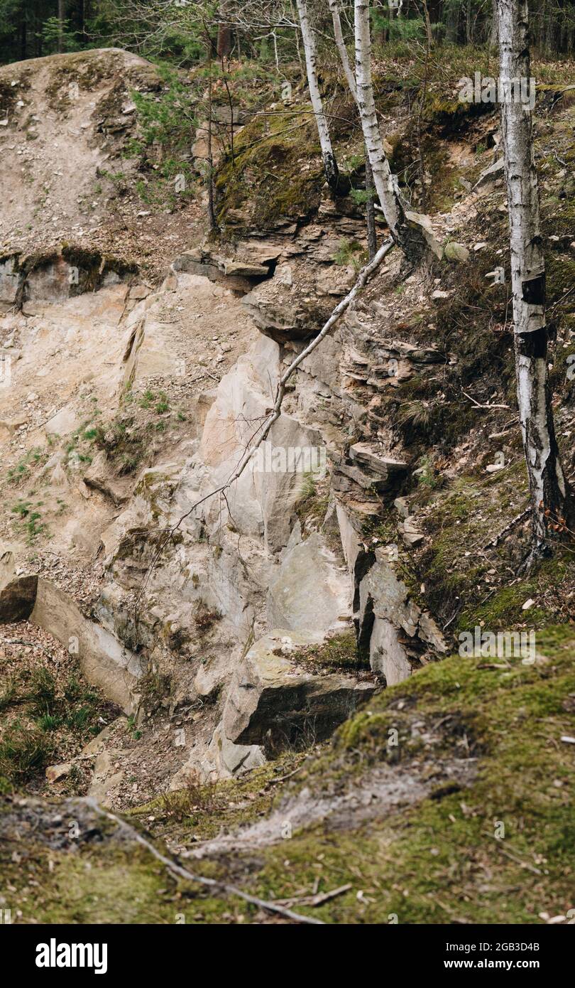 birch tree growing in the abandoned quarry at the edge of a cliff Stock ...