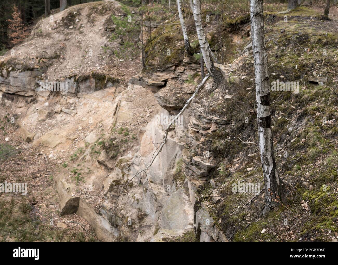 birch tree growing in the abandoned sandstone quarry at the edge of a ...