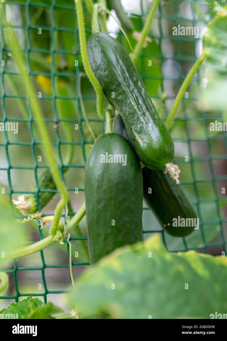picture with cucumbers of different shapes and sizes, growing ...