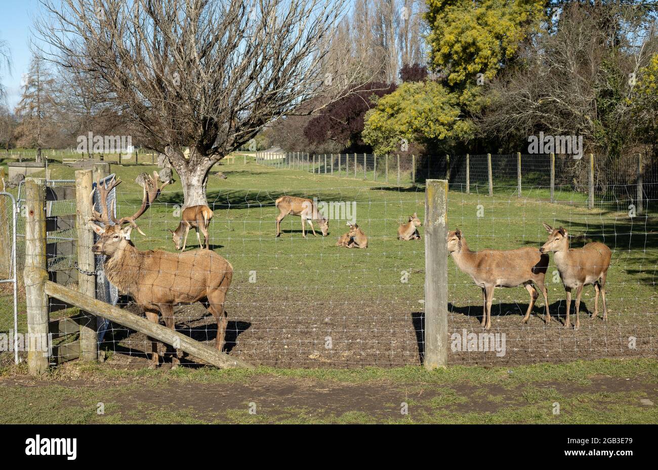 Red deer stag with his herd on a deer farm area in New Zealand Stock ...
