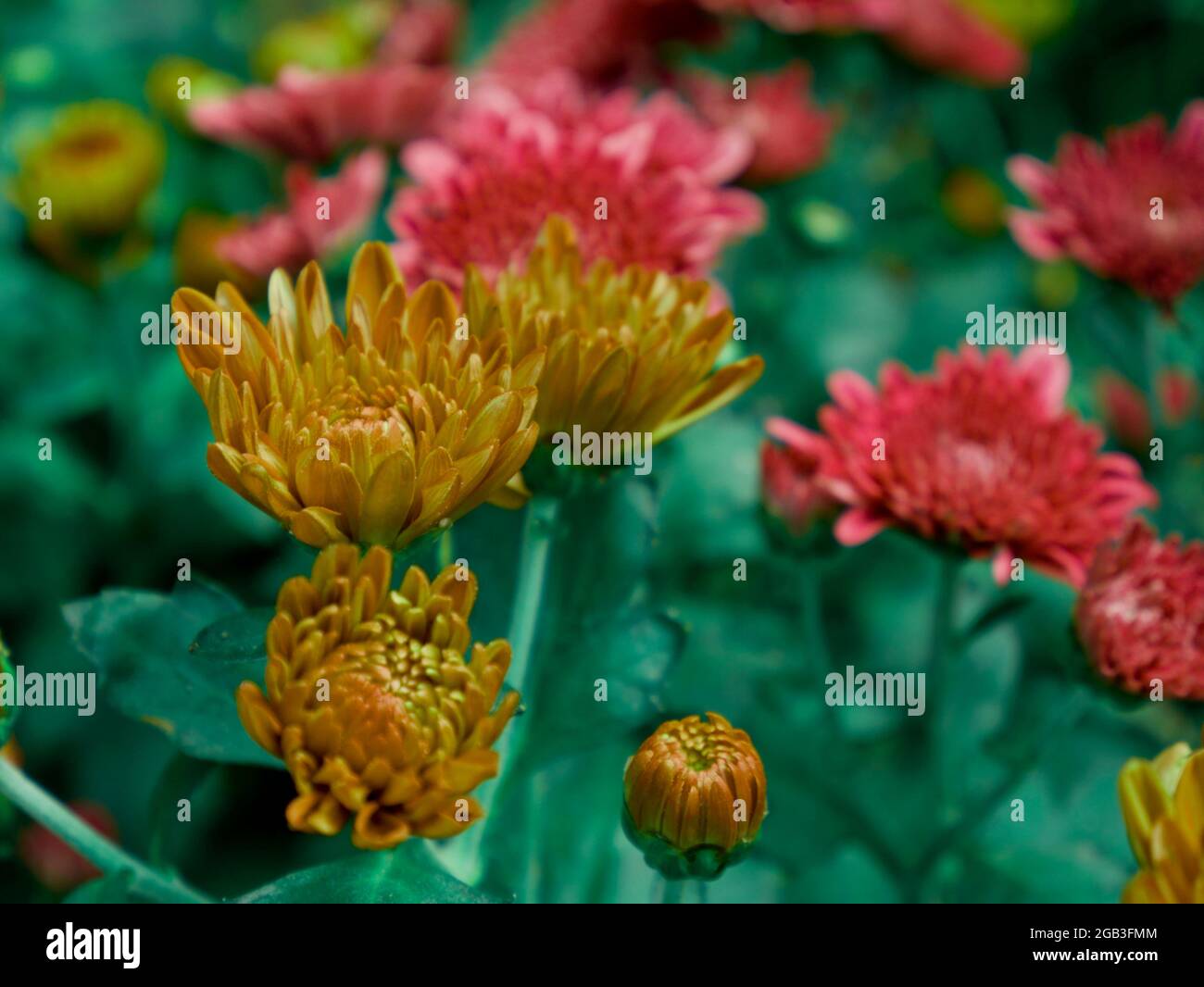 Yellow color daisy flower closeup view for natural background image ...