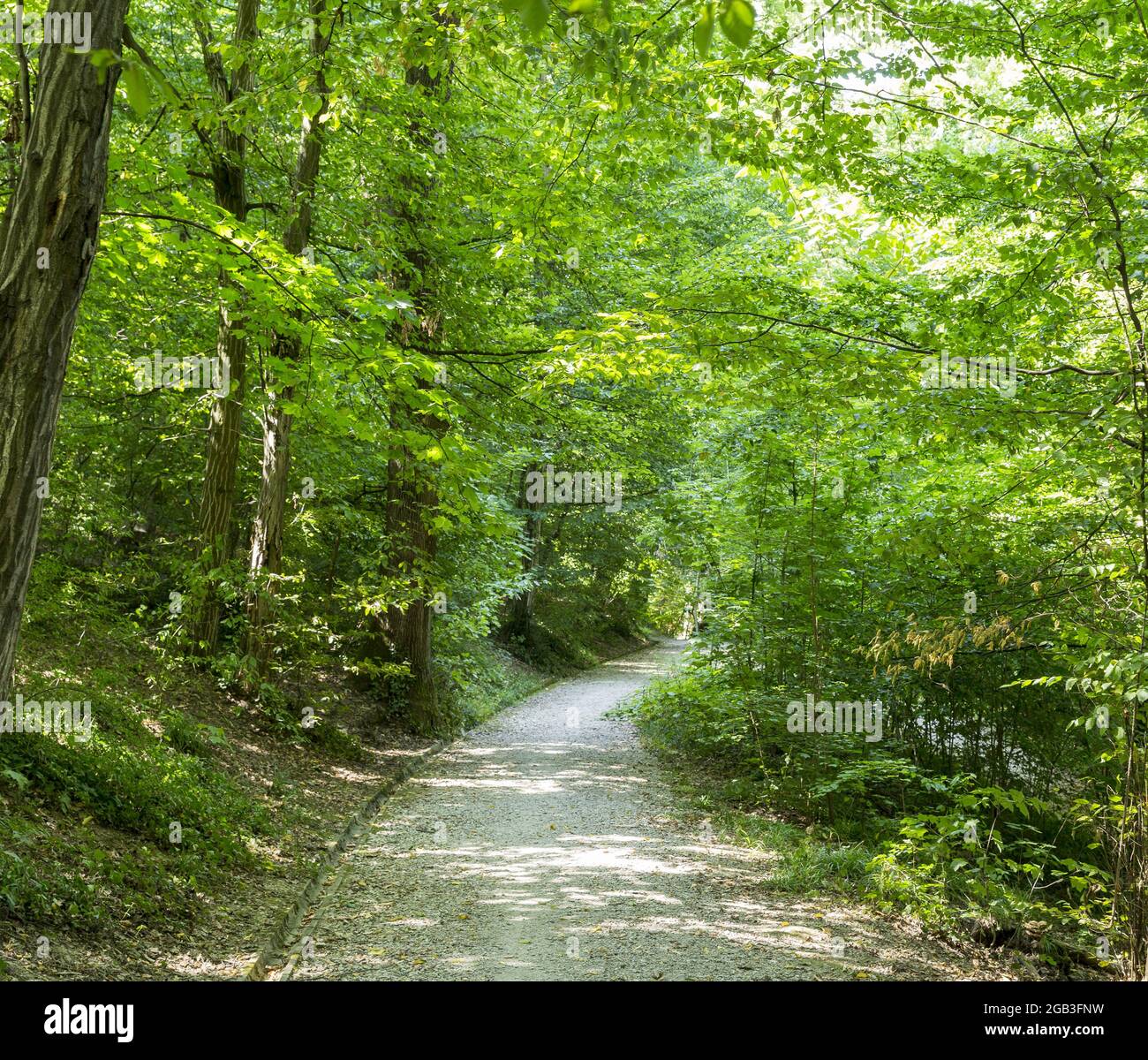 Forrest in the summer time Stock Photo - Alamy