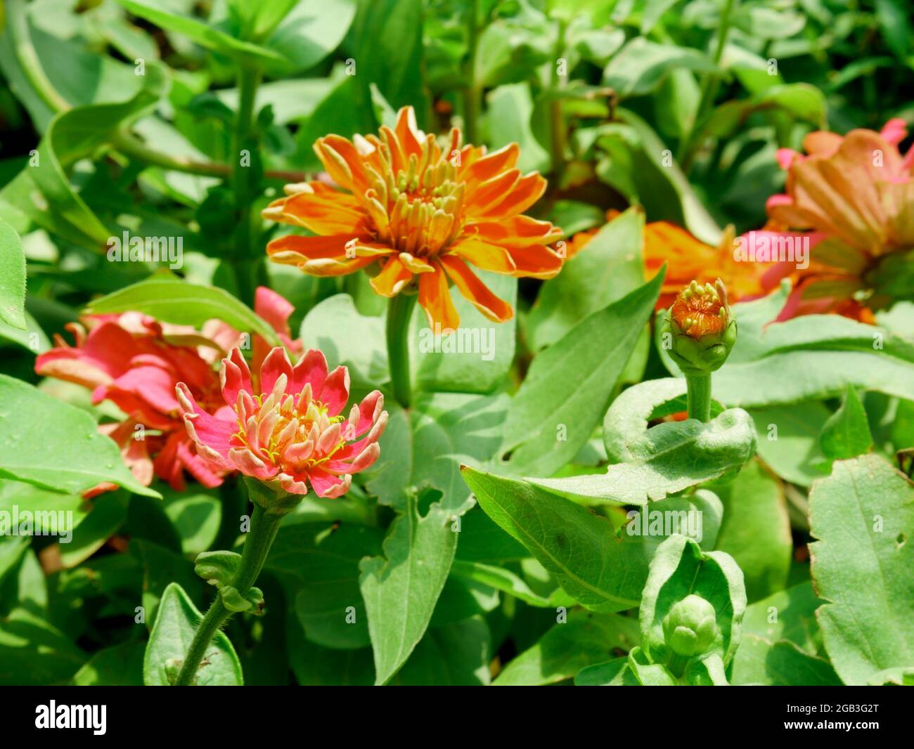 Species presented hi-res stock photography and images - Alamy