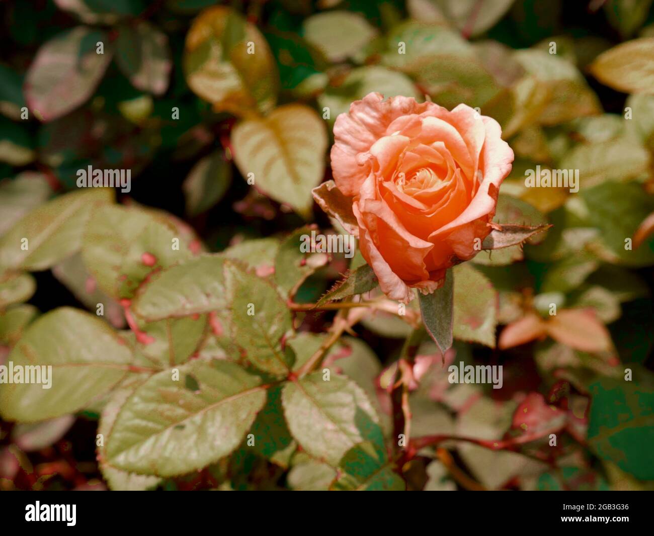 Single rose flower view for natural background image Stock Photo - Alamy