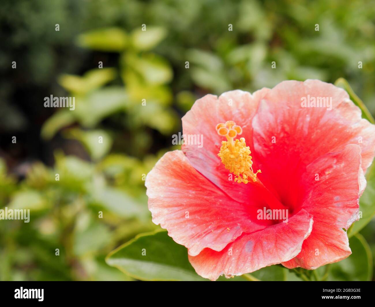 Hibiscus flower red color closeup view for natural background image ...
