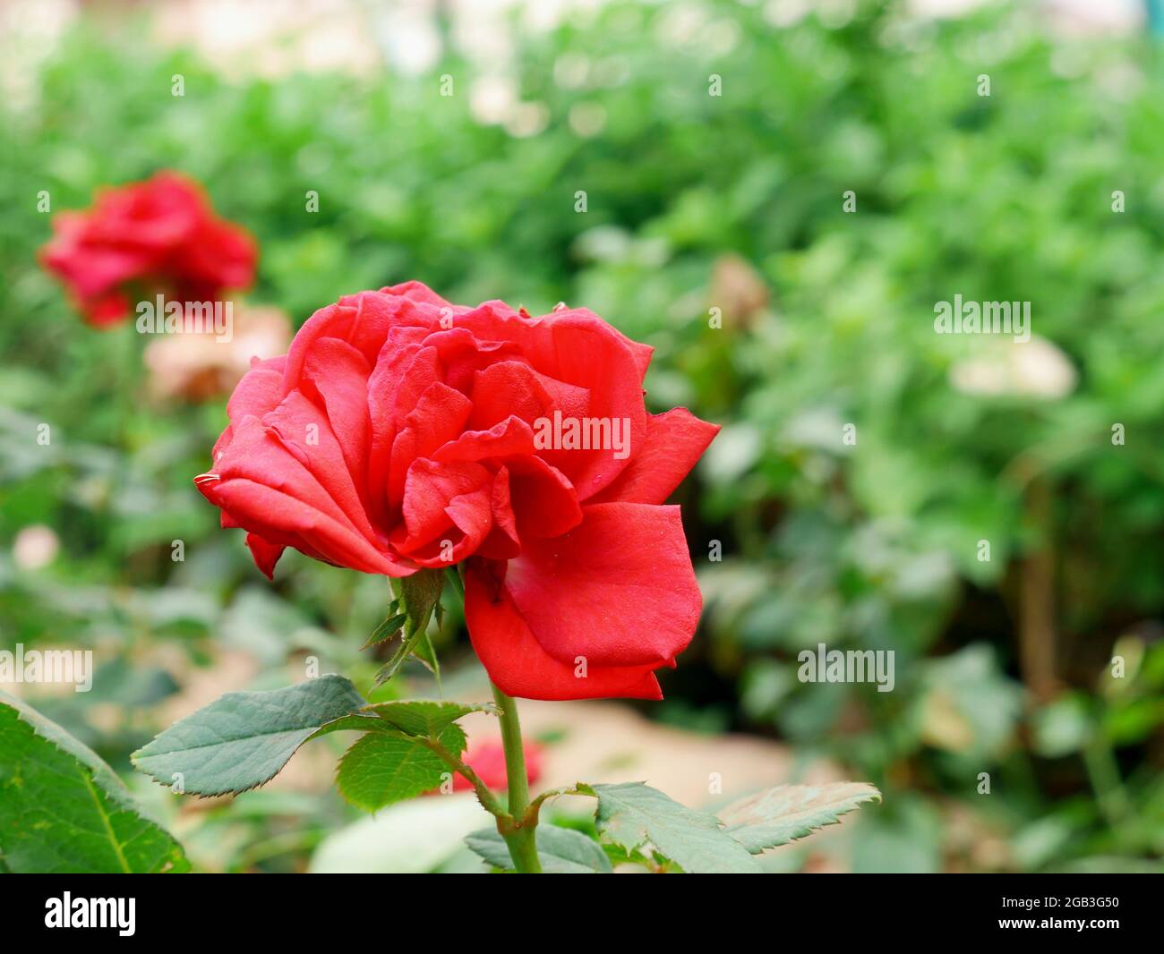 Red color amazing rose flower presented in garden background for nature ...