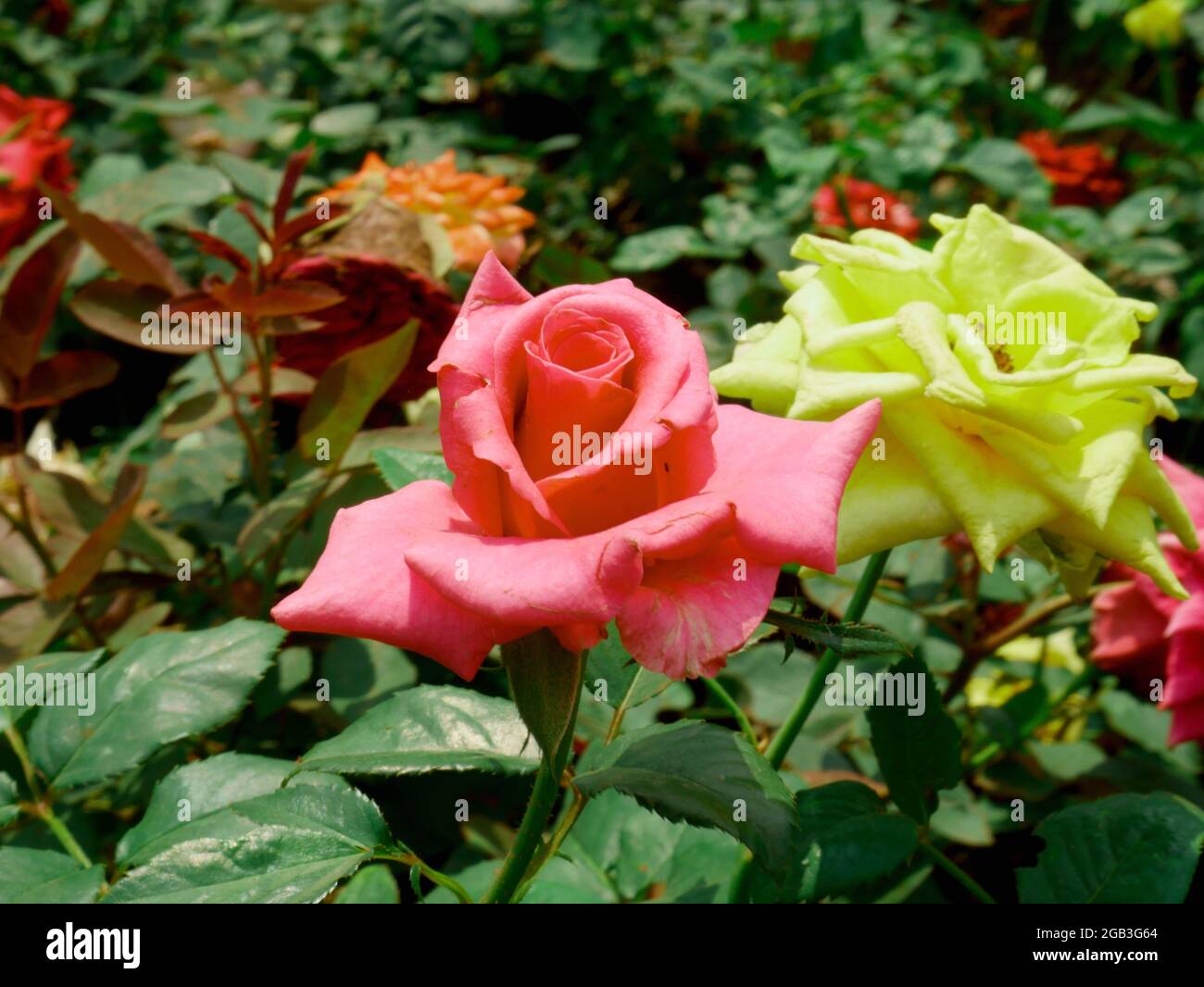 Pink beautiful rose flower closeup front view with leaves at asian ...