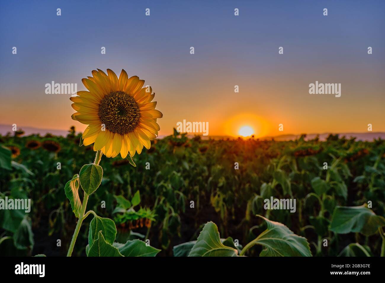 field of sunflowers at sunset Stock Photo - Alamy