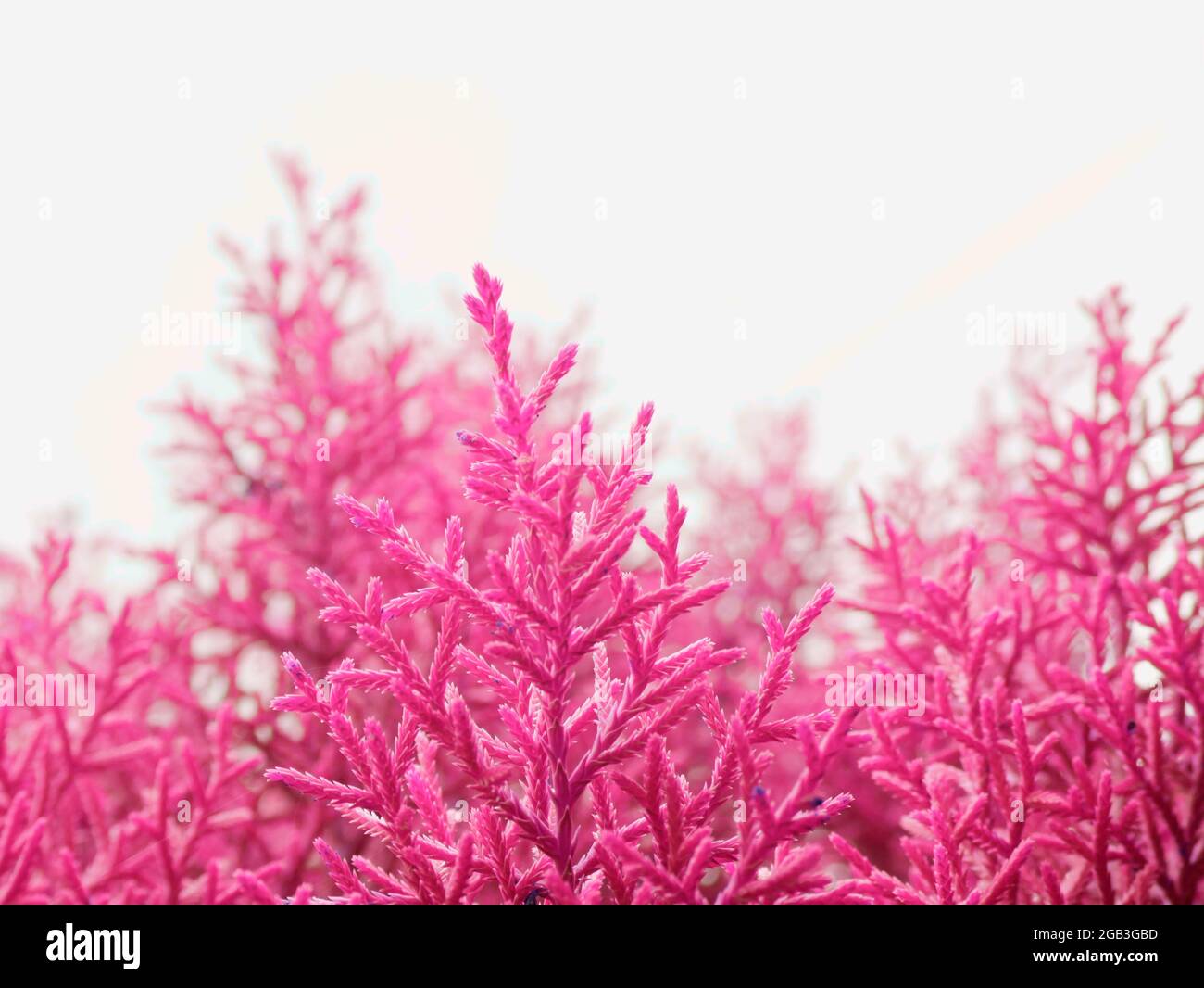 Pink color tropical grass view behind sky backdrop Stock Photo - Alamy