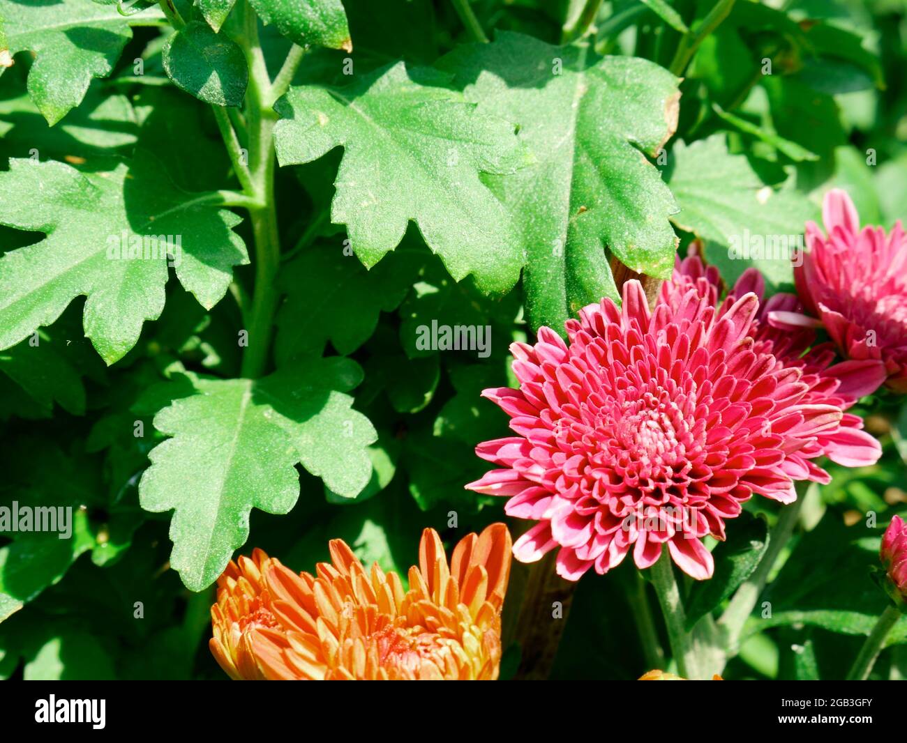 Two colors beautiful daisy flower presented with leaves at asian garden ...