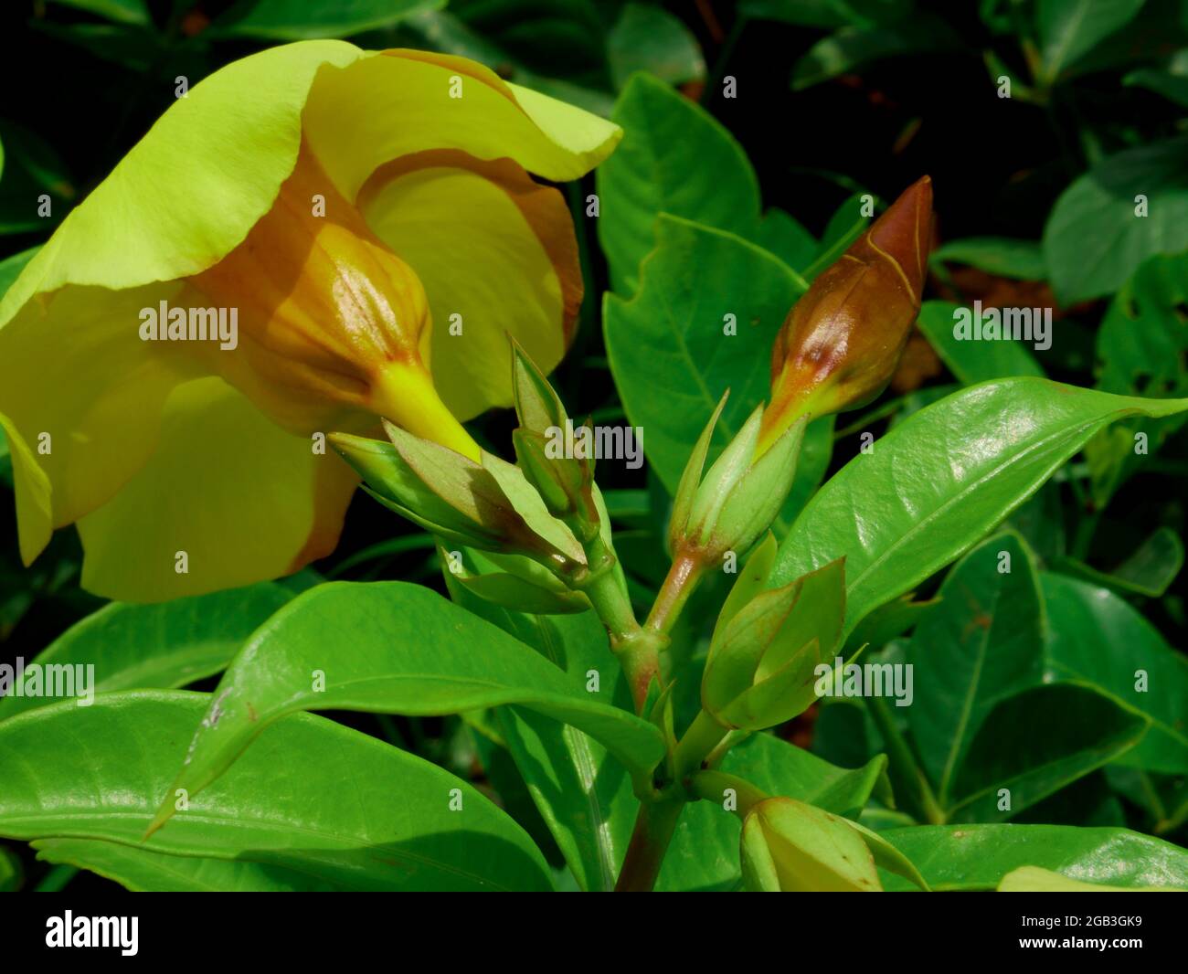 Rose bay flower yellowish color presented with leaves on park ...