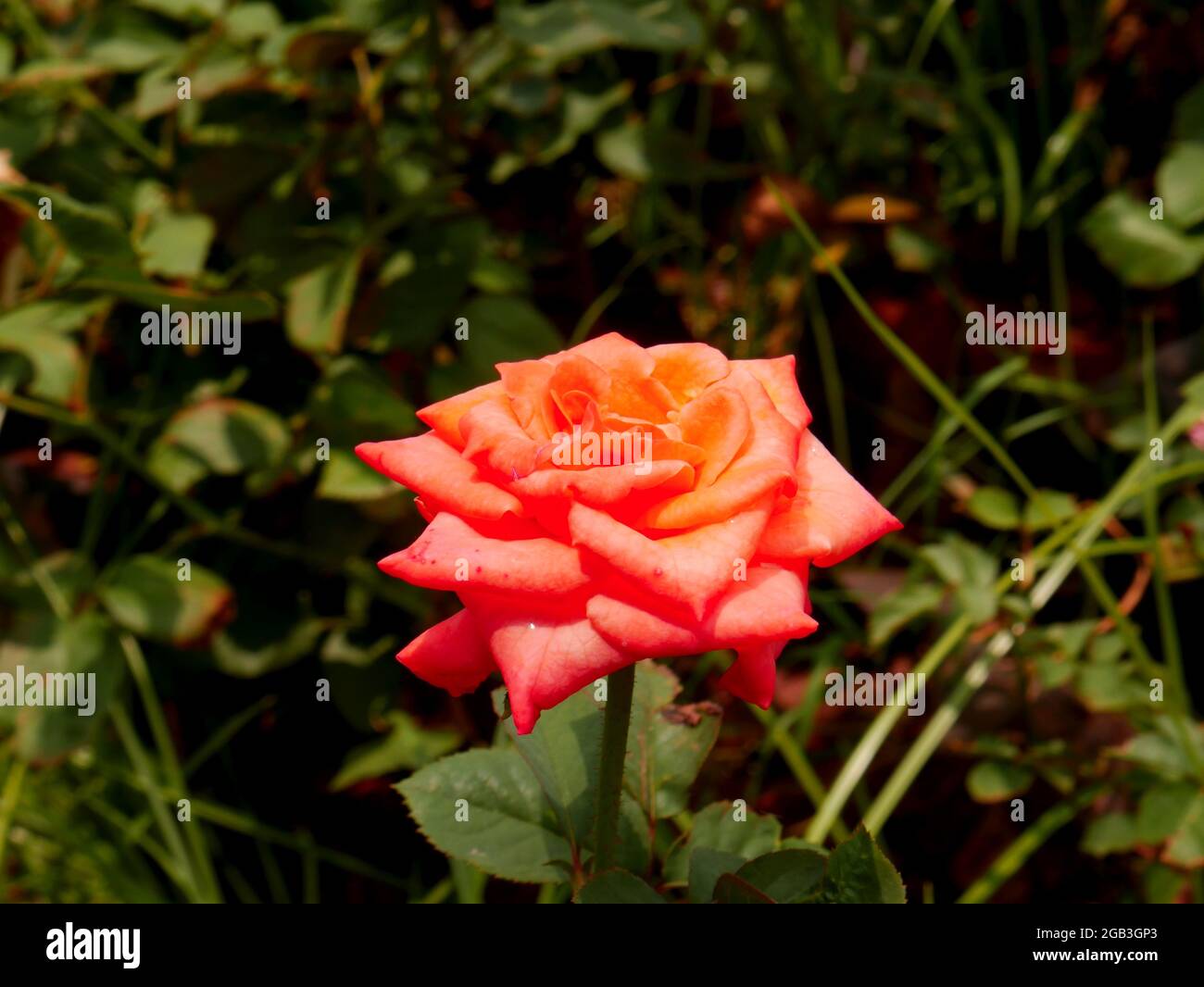 Alone rose flower in orange color presented with green leaves on park ...