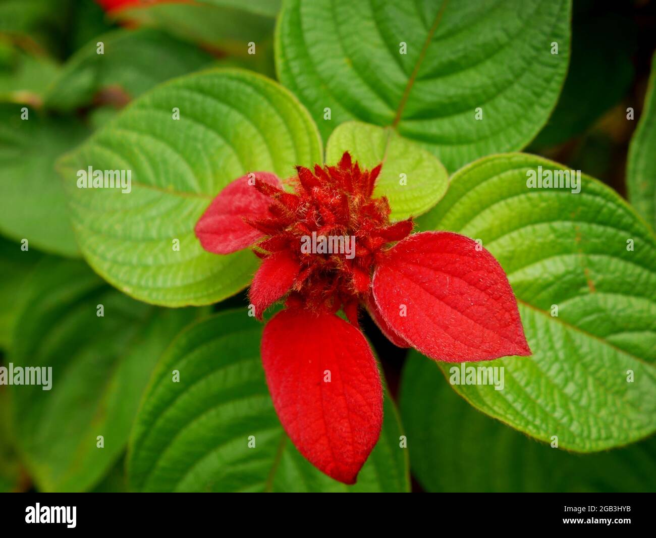 Red color leaves presentation with green leaves plant on garden Stock ...